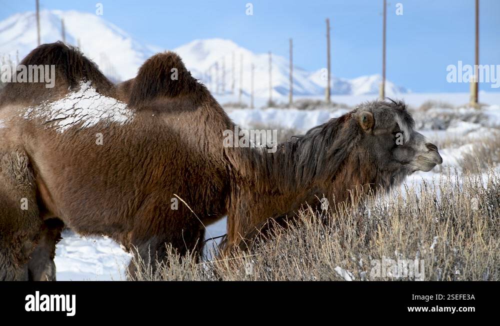 Furry plant Stock Videos & Footage - HD and 4K Video Clips - Alamy