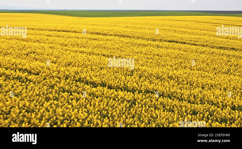 Horizon over vast yellow canola field Stock Video Footage - Alamy