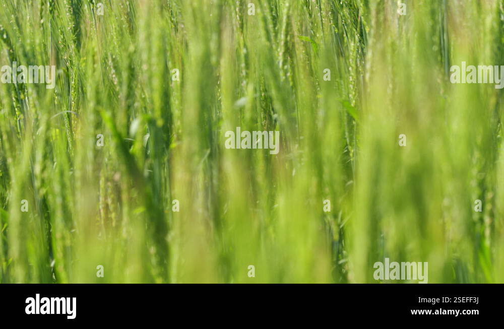 Wheat in a field blowing in wind. Wheat growing, farming and ...
