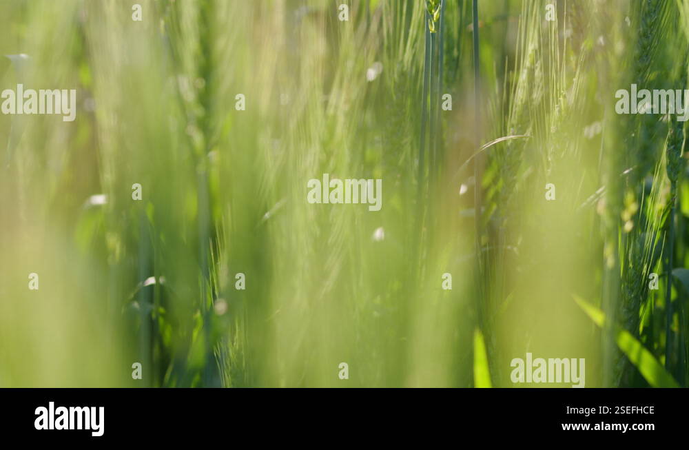 Green wheat in field in windy day. Crop of cereals, agriculture land ...