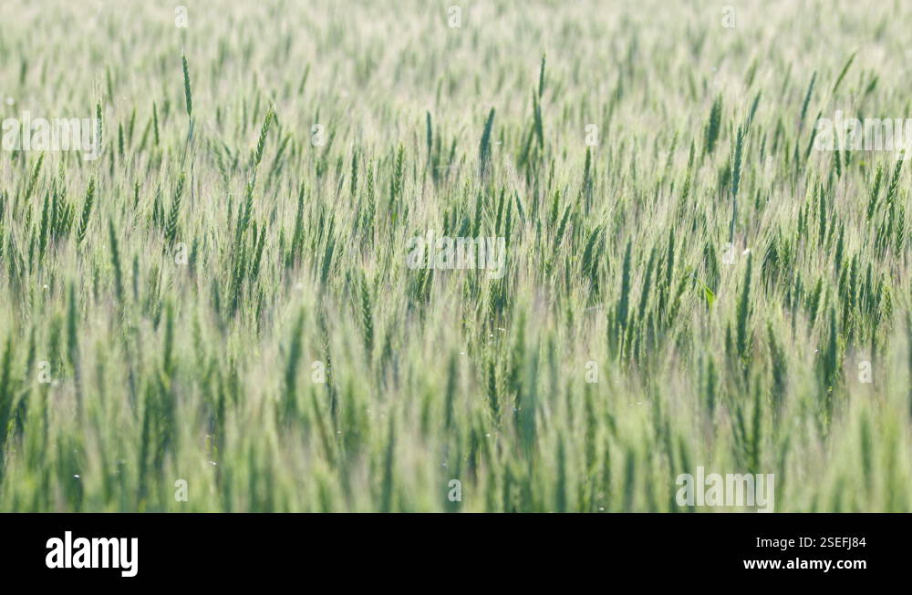 Wheat in a field blowing in wind. Wheat growing, farming and ...