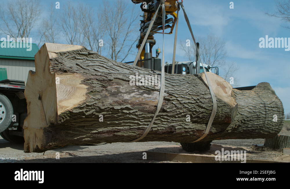A large tree trunk is lifted by crane to place on a truck bed at a ...