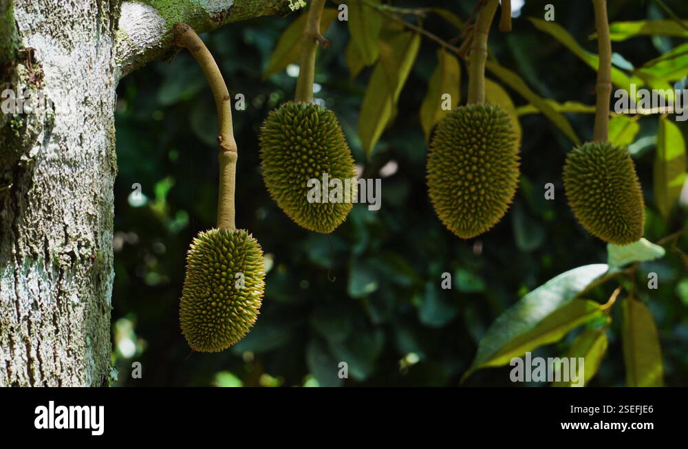 Fresh durian on tree Stock Videos & Footage - HD and 4K Video Clips - Alamy