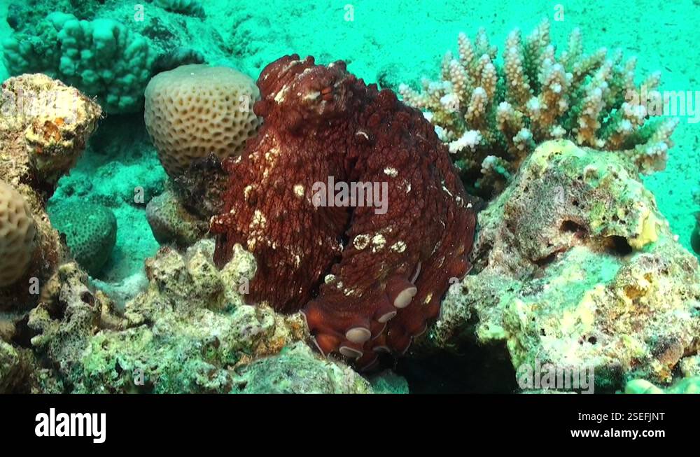 Pan shot of Reef Octopus sitting on coral rocks in the Red Sea Stock ...