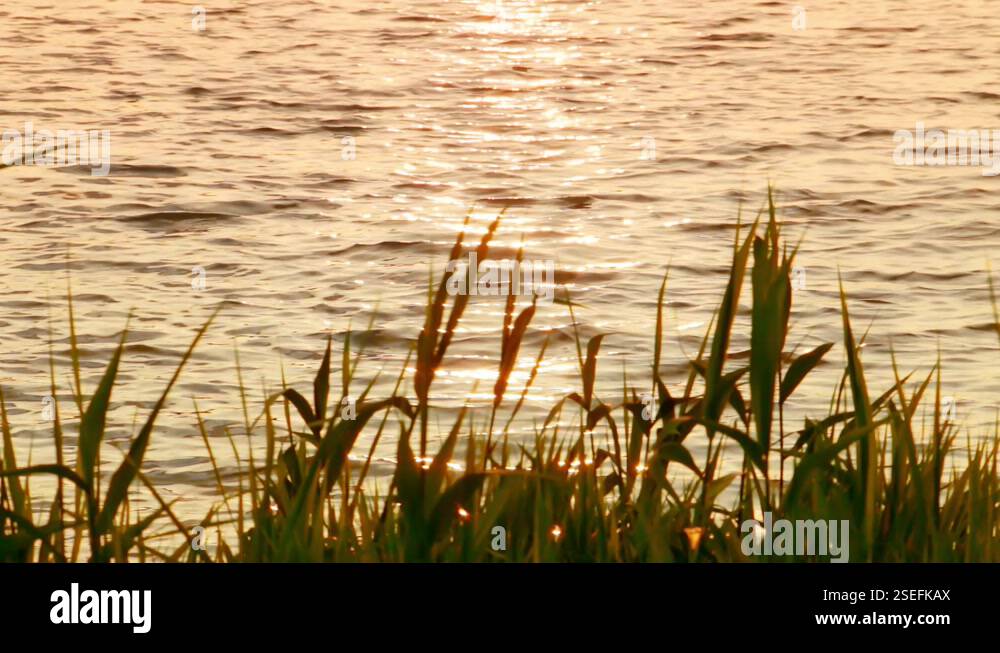 Rippling water surface under the sunshine, plants swaying in the wind ...