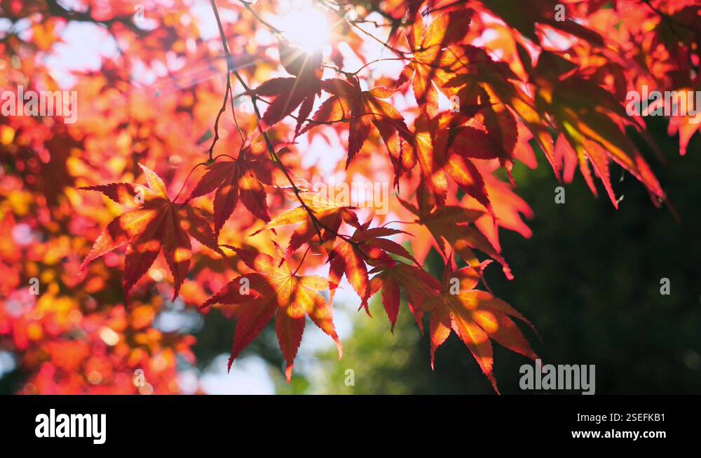 Sunlight through red maple leaves and the maple trees are swaying in ...
