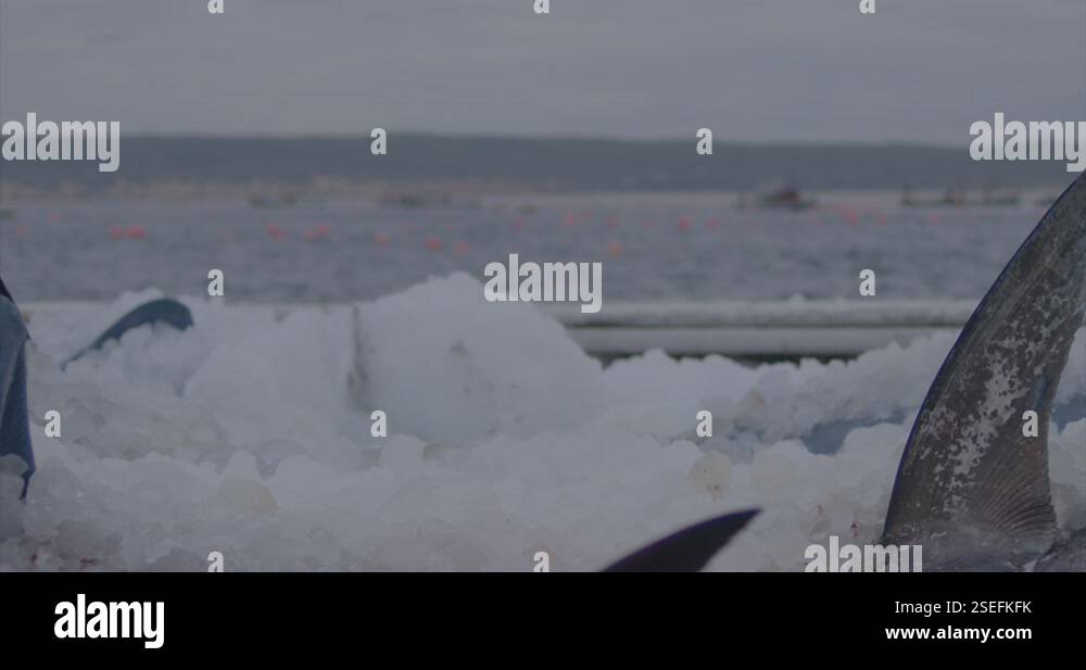 Fishermen fishing tuna fish (bluefin) from a fishing boat slow motion ...