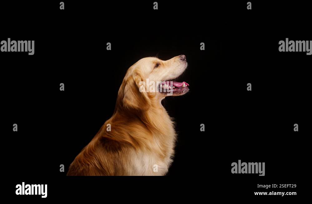 Golden retriever standing on back legs on black background, gold ...
