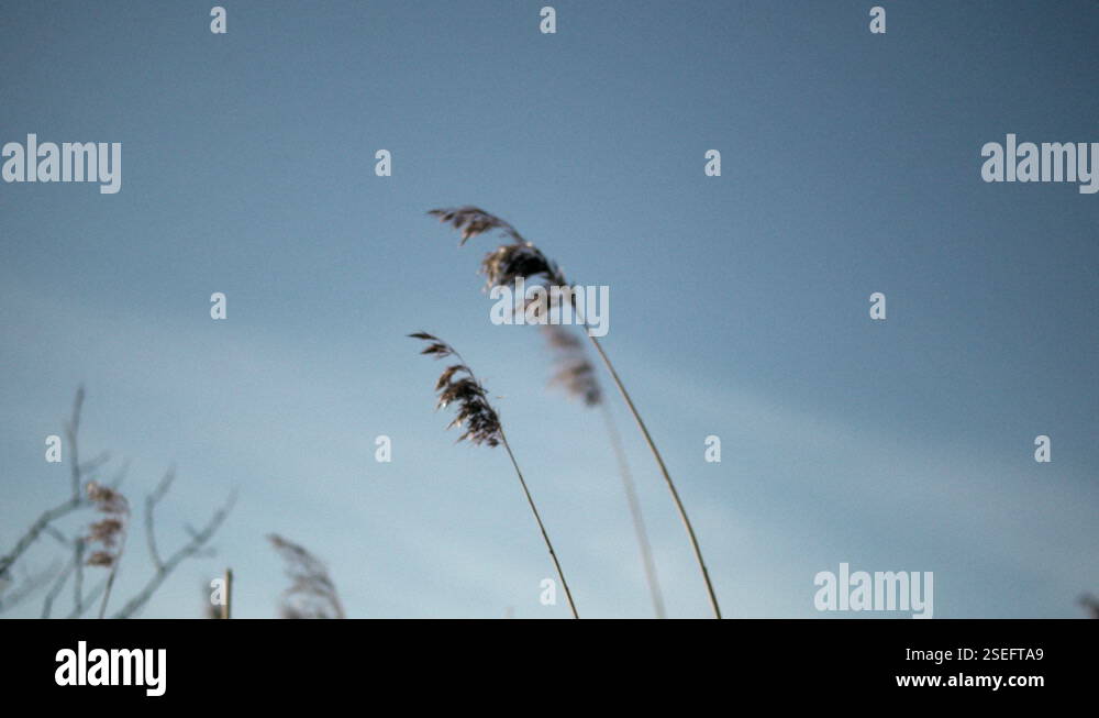 Moody reeds waving in the spring wind. Blue sky background. Midday ...