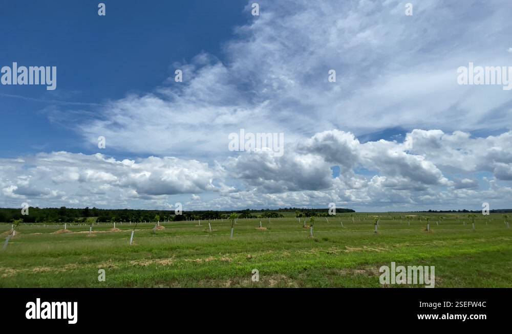 Wide Pan of freshly planted baby pecan trees with white guides on a ...