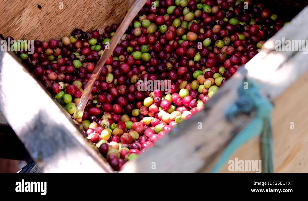 Ripe Coffee Cherry Beans Pulped By Water Process With Wooden Pulping ...