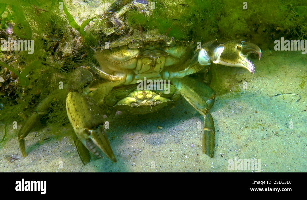 Male and female of Green crab (Carcinus maenas) during mating. Invasive ...