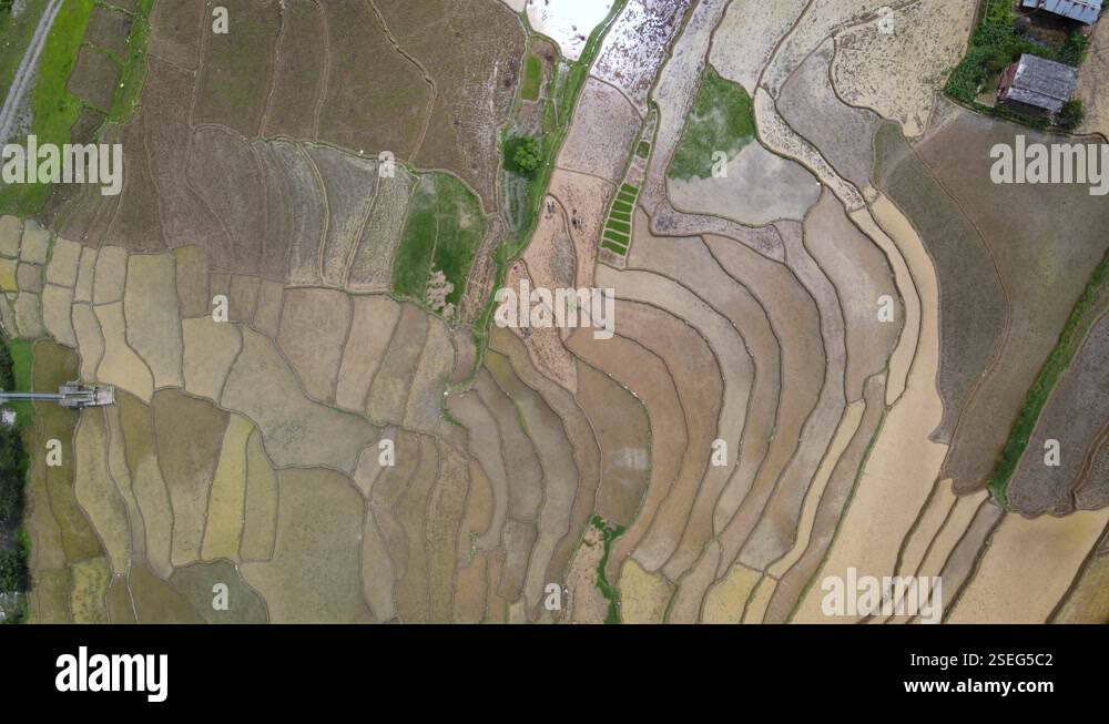Bird eye view Plowing the field by Oxen to plant rice, West Nepal ...