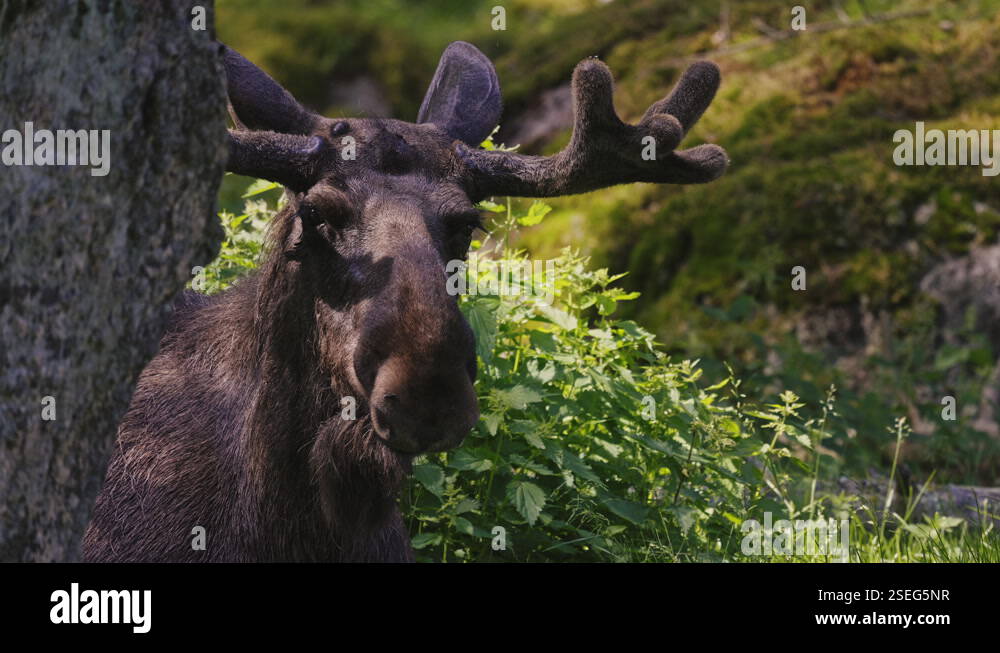 Bull moose horns Stock Videos & Footage - HD and 4K Video Clips - Alamy