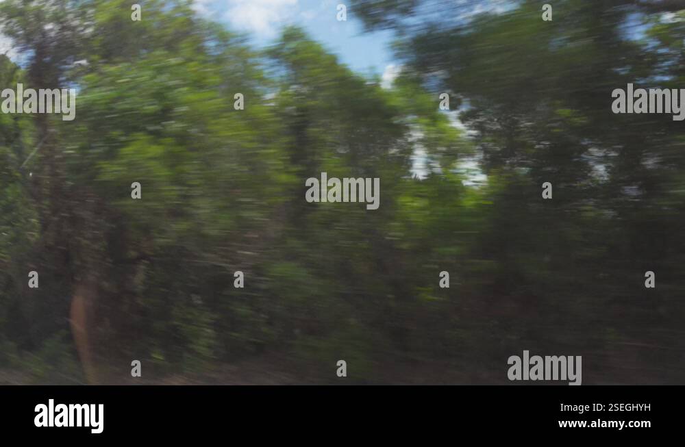 Passing Trees while on a Roadtrip as seen from the Window of a ...