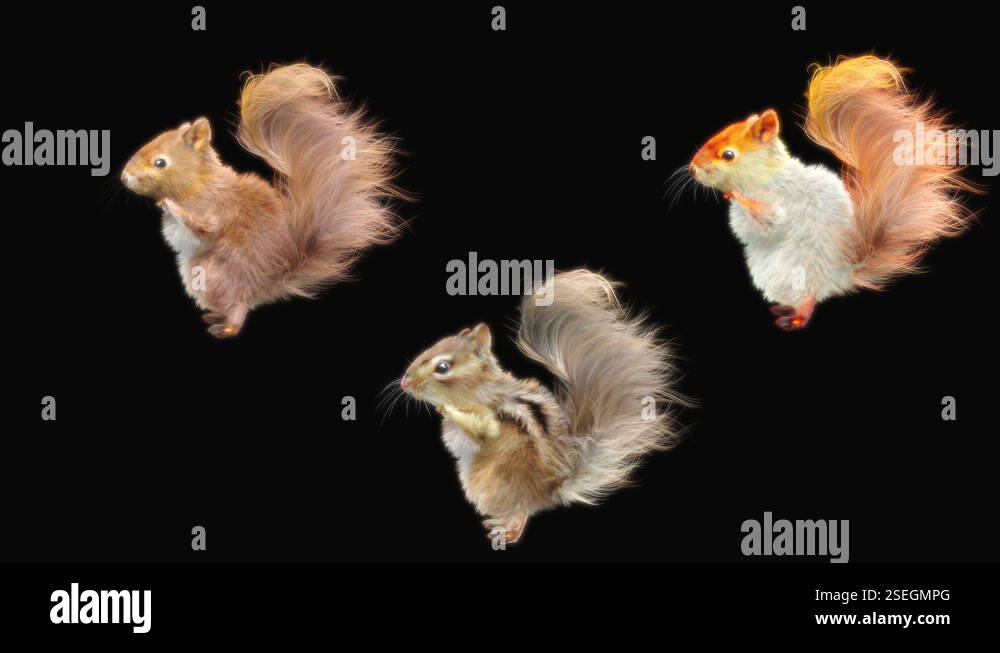 Squirrel dancing Stock Videos & Footage - HD and 4K Video Clips - Alamy