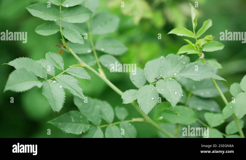 Rose bush leaves with water drops sway in the wind after rain. Green ...