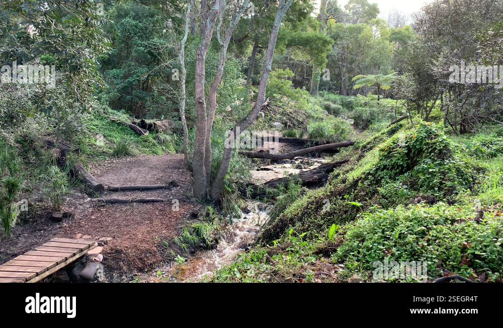 Flowing forest creek along foot path over bridge and fallen wood logs ...