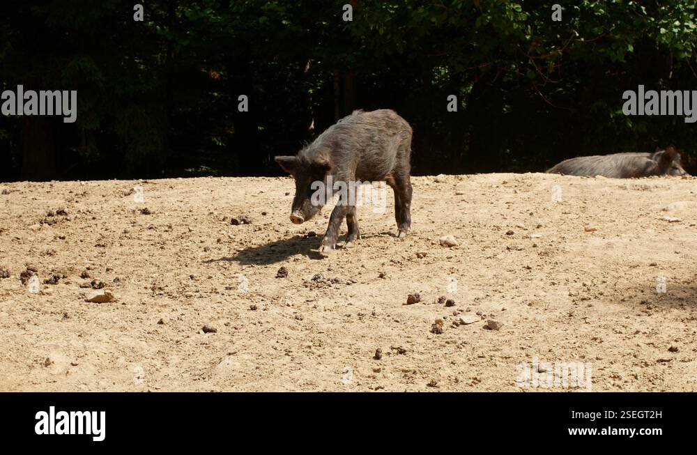 Wild boars walk through the forest on a bright sunny day. A flock of ...