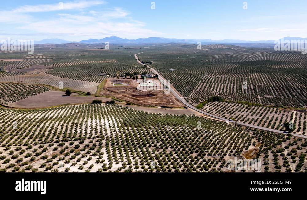 Panoramic forward moving 4K drone clip over an olive tree plantation in ...