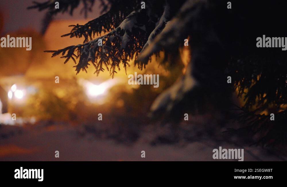 Tree night nighttime pine Stock Videos & Footage - HD and 4K Video ...