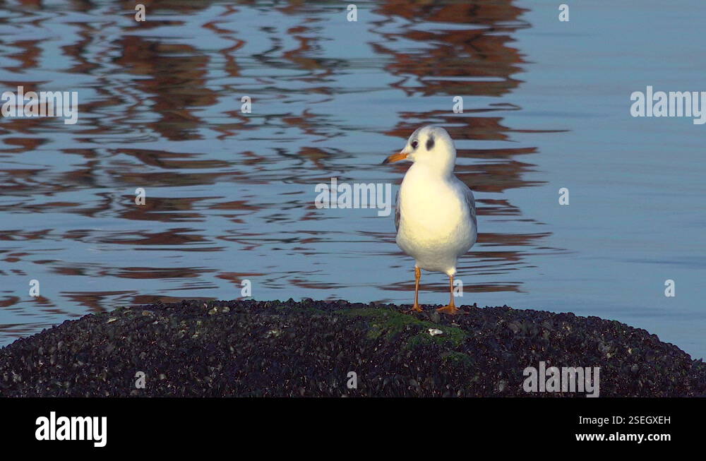 Common gull (Larus canus), See Percival Mew Gull, Black-headed gull ...
