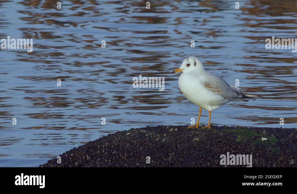Common gull (Larus canus), See Percival Mew Gull, Black-headed gull ...