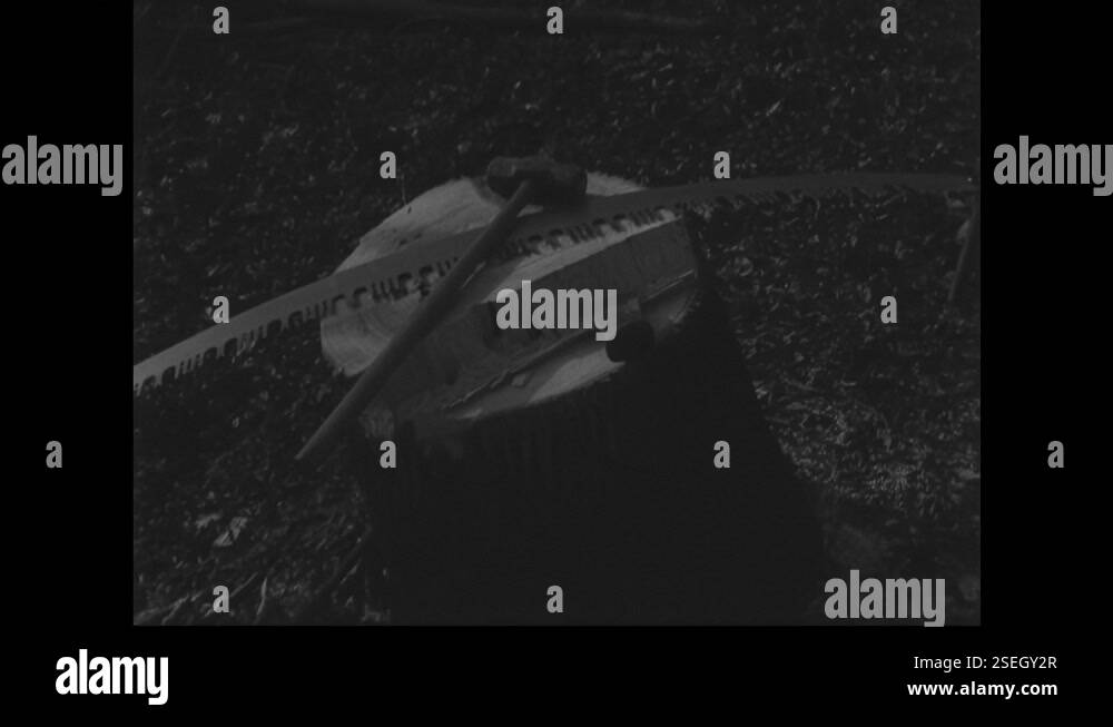 1940s: A sledgehammer and two-man saw lay atop a freshly cut tree stump ...