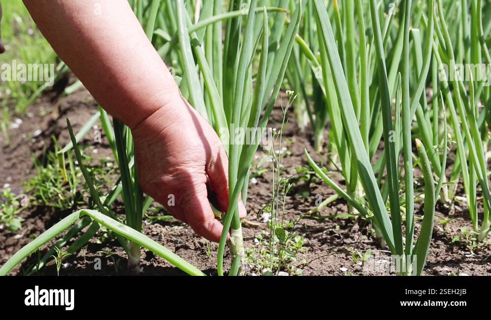 woman tears green onion feathers from the garden bed. Growing onions in ...