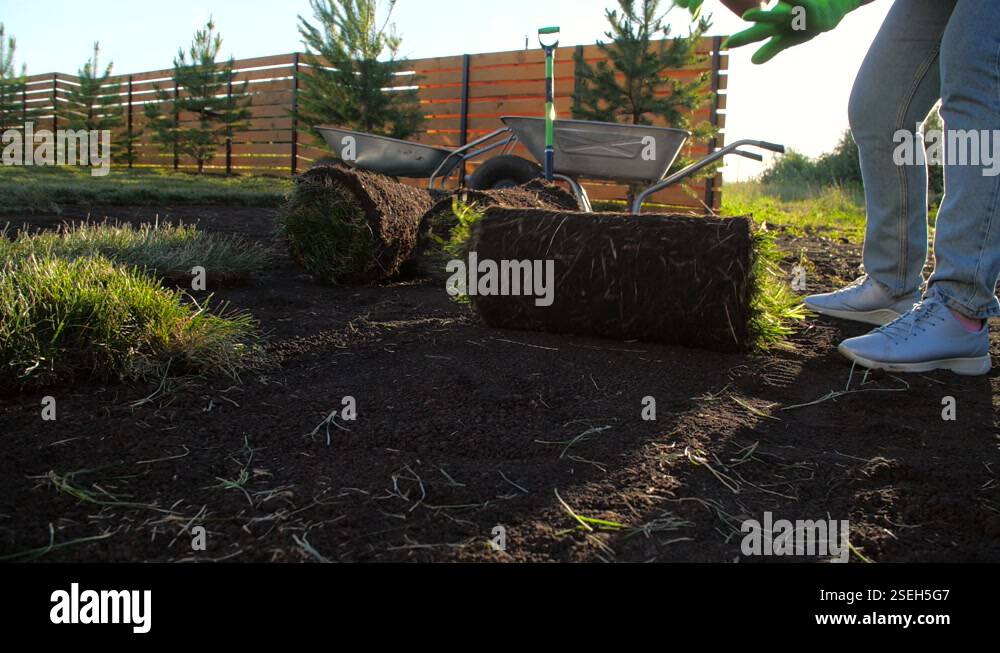Yard and garden landscaping concept. Woman laying roll lawn in the ...