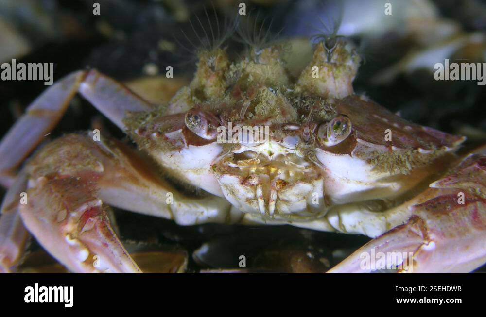 Close up crawfish shells Stock Videos & Footage - HD and 4K Video Clips ...