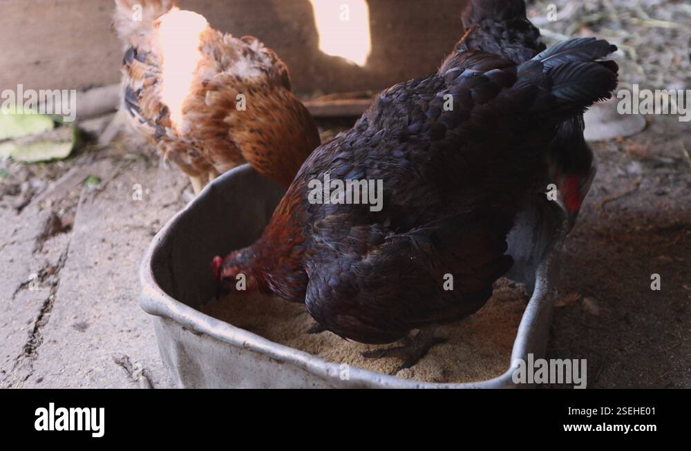 Chickens on the farm eat feed from a large bowl. Farming and raising ...