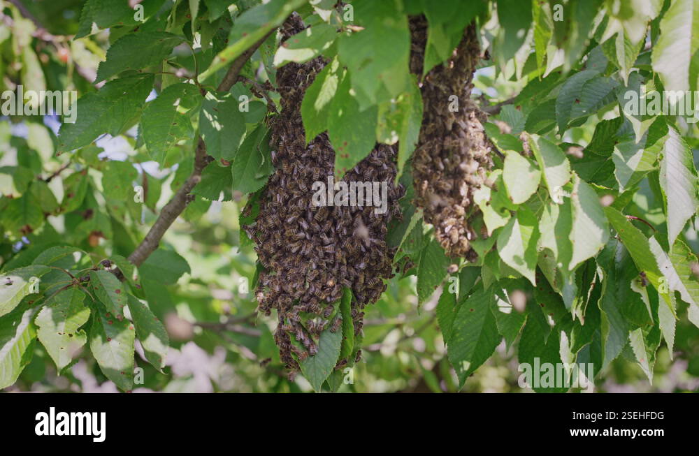 Swarming bees. New young bee colony stuck to tree branch. Formation of ...