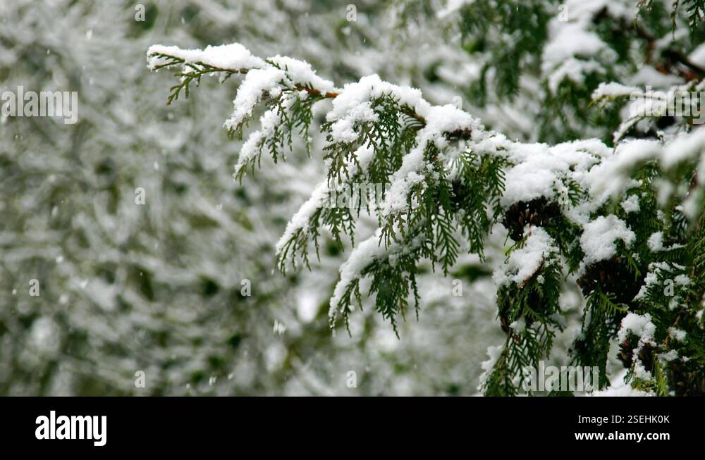 Snow goose tree Stock Videos & Footage - HD and 4K Video Clips - Alamy