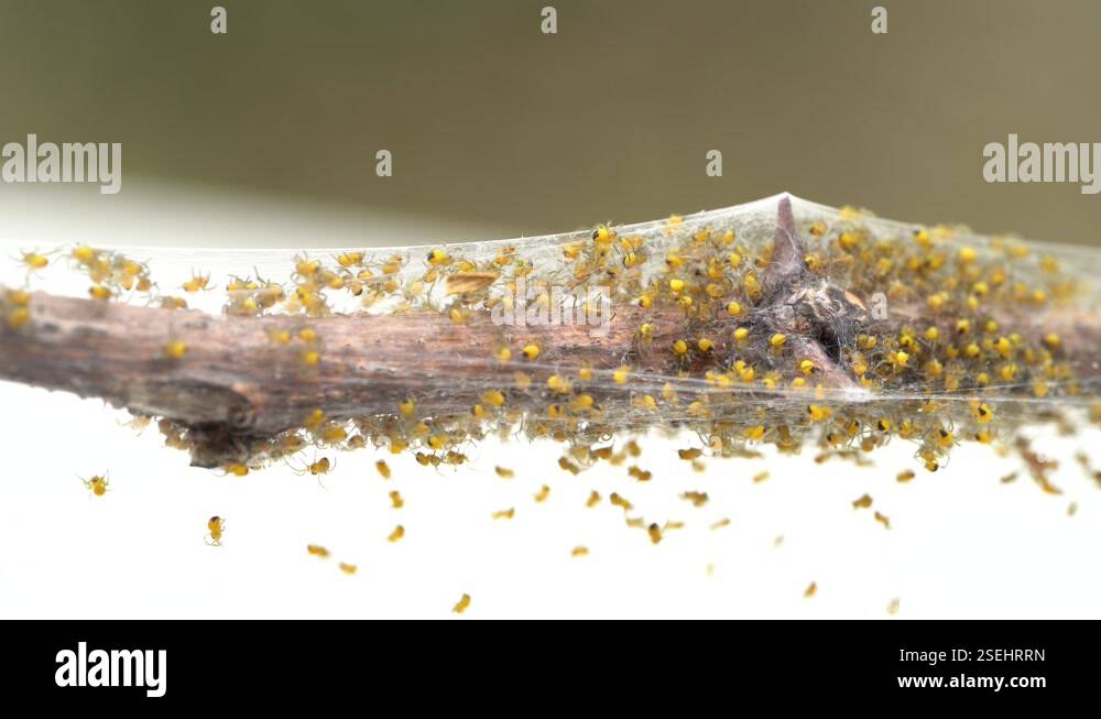 Cluster spiders Stock Videos & Footage - HD and 4K Video Clips - Alamy