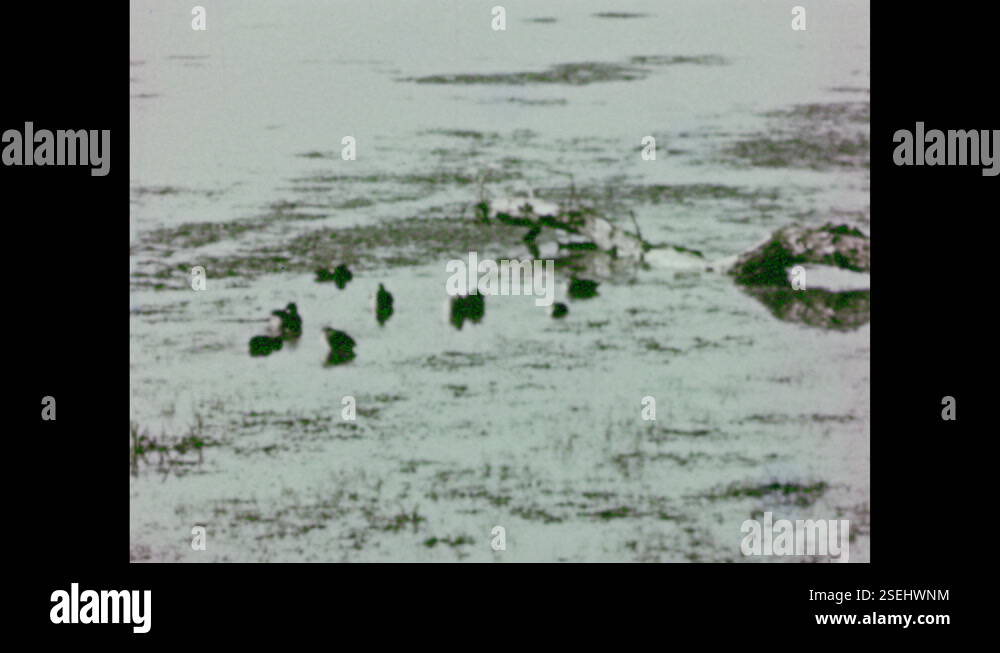 1960s: Shots of ducks in water. Map of United States, line moves. Birds ...