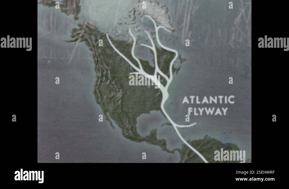 1960s: Ducks swimming. Map of North America, lines appear. Bird eating ...