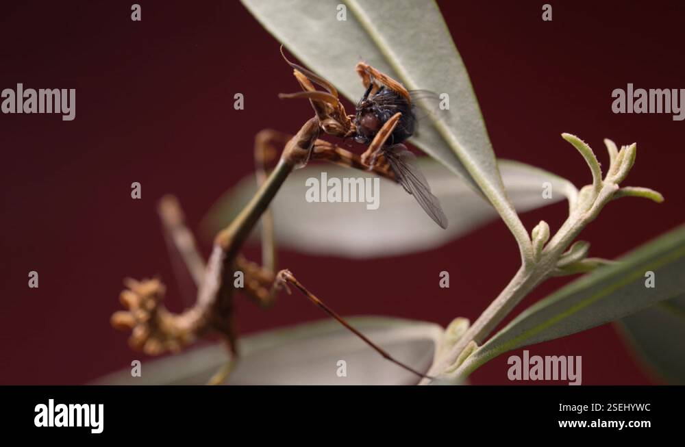 Close up - Conehead Mantis (Empusa Pennata) Eating A Fly On an Olive ...