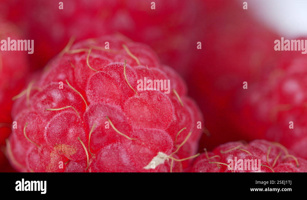 Macro red raspberries fruit. Fresh raspberry fruits as food background ...