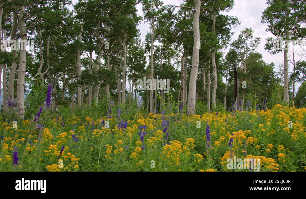 Aspen flowers Stock Videos & Footage - HD and 4K Video Clips - Alamy