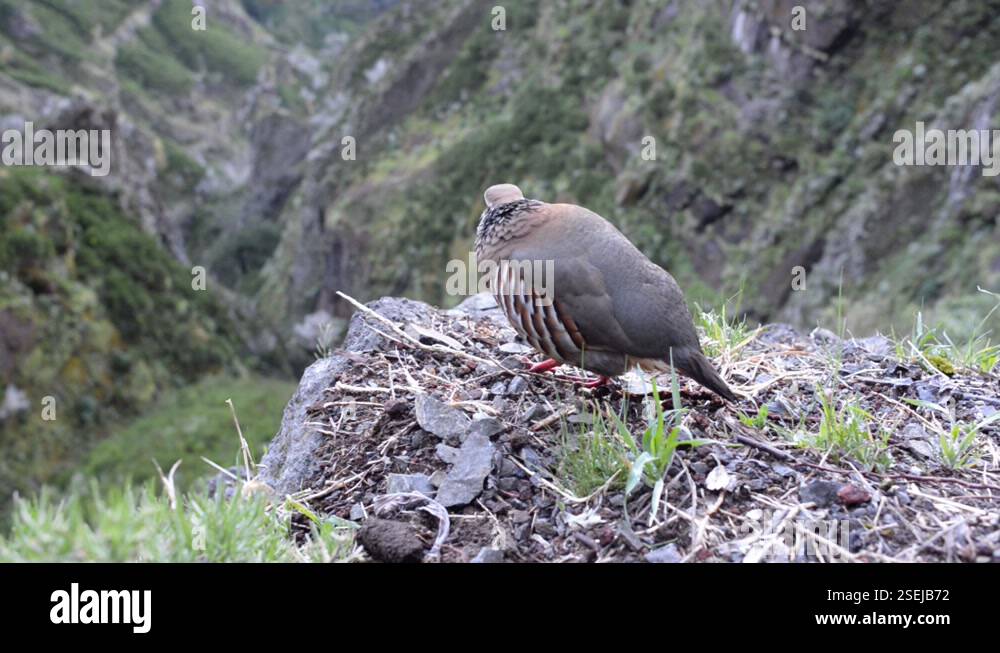 Red Legged Partridge Bird Resting On a Cliff in Madeira- Alectoris rufa ...