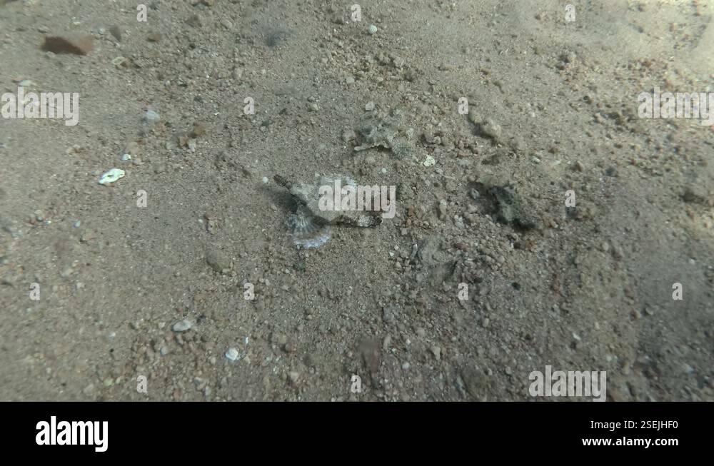 Pair of Seamoth move slowly one after another on the sandy bottom in ...