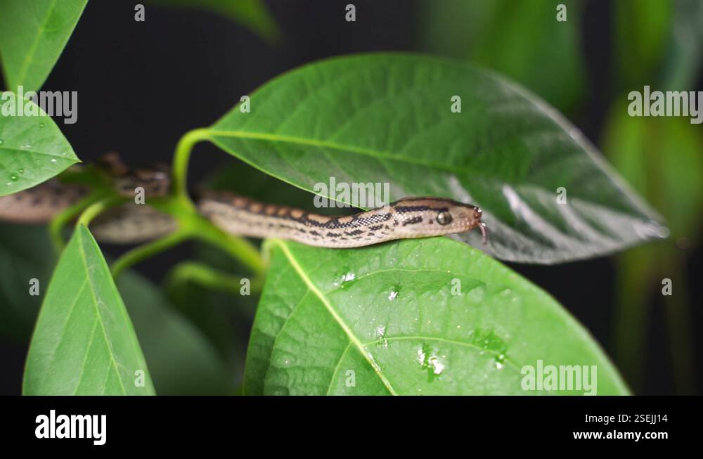 A small snake is crawling in green leaves. Cub of a boa constrictor or ...