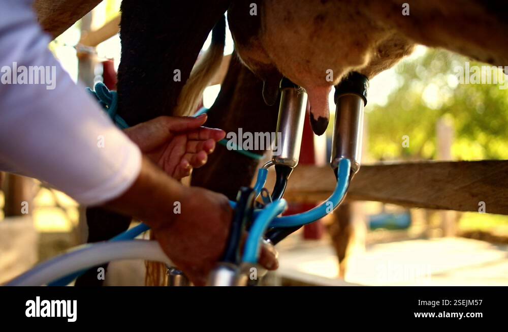Rural dairy farmer hooking up an automated milking machine to the teats ...