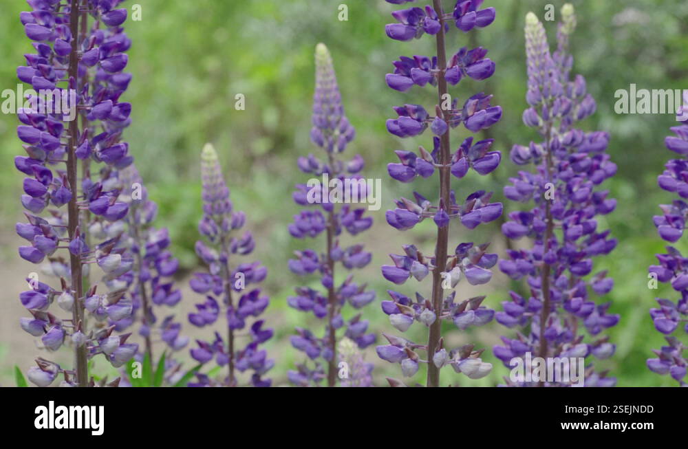 Purple Lupin - genus of flowering plants in legume family Fabaceae ...