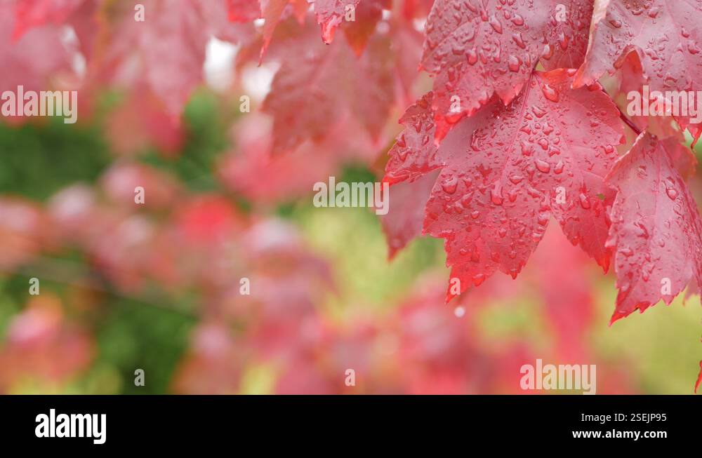 Rain drops, red autumn maple tree leaves. Water droplet, wet fall leaf ...