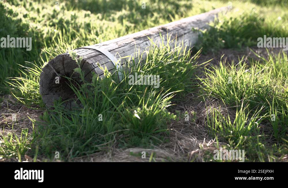 Large wood stick laying down of the ground field Stock Video Footage ...