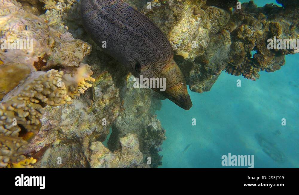 Moray eel peeps out coral reef in the morning sunrays. Giant moray ...