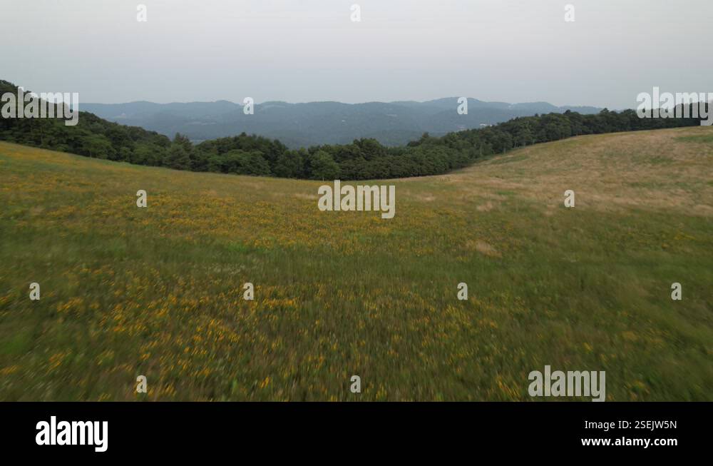field of flowers in blue ridge mountain setting aerial Stock Video ...