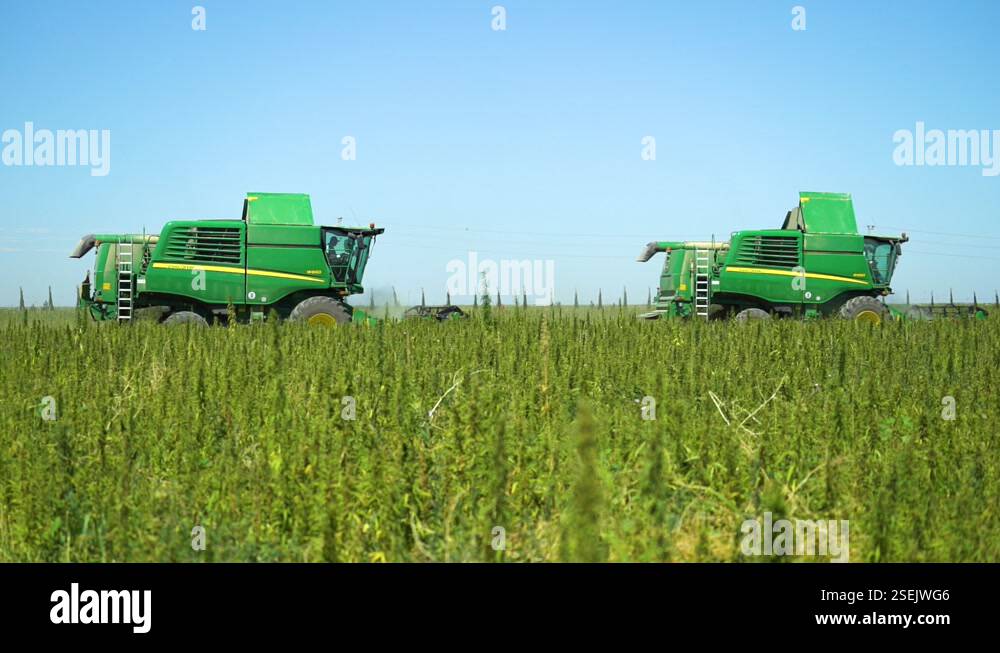 Two Combine Harvesters Working On Industrial Hemp Fields In Almaty ...